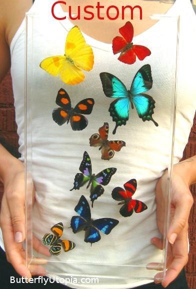 Custom Nine Butterflies - 8x14 - 3D Acrylic Frame – Butterfly Utopia