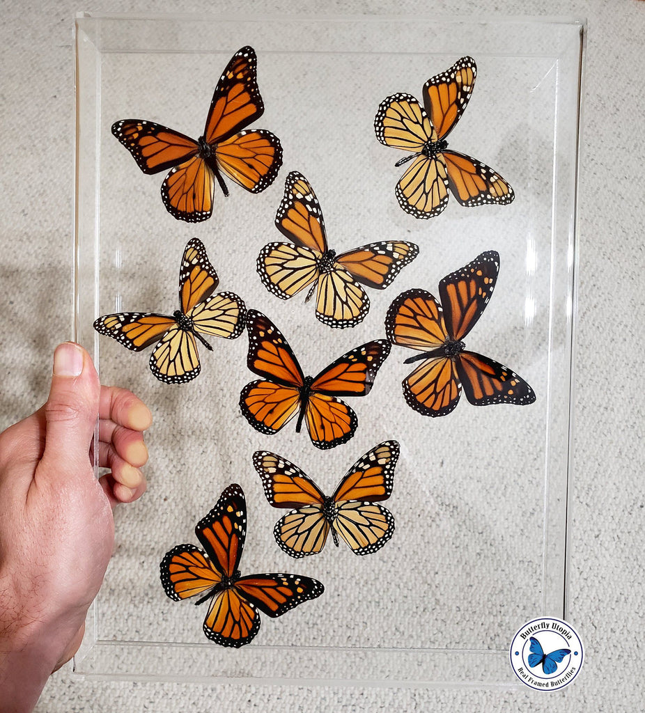 Real Framed Monarch Butterflies - Airtight Frame – Butterfly Utopia