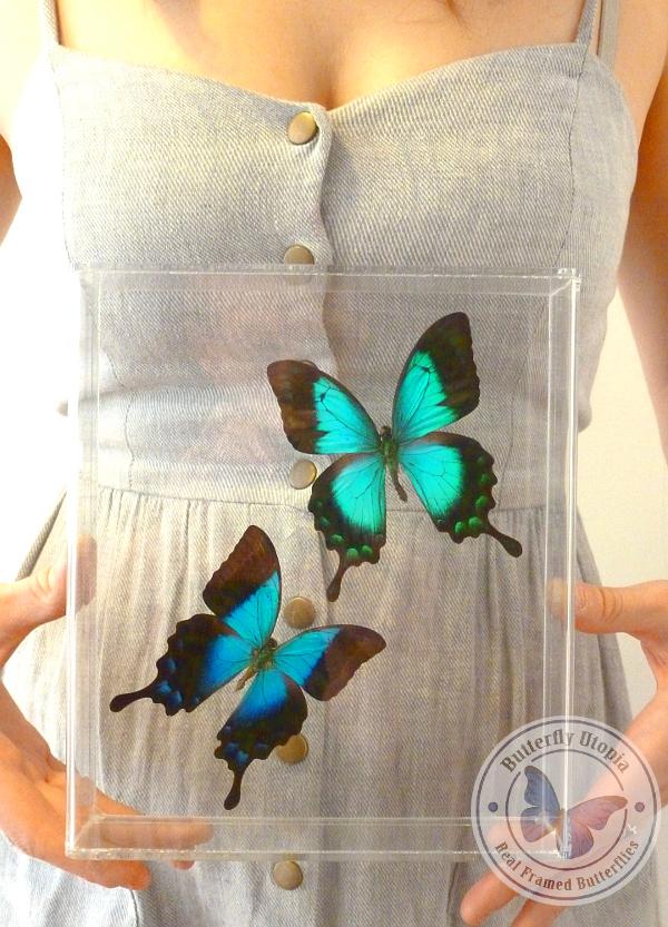 Radiance - Glossy Teal Blue Green Real Framed Swallowtail butterflies ...