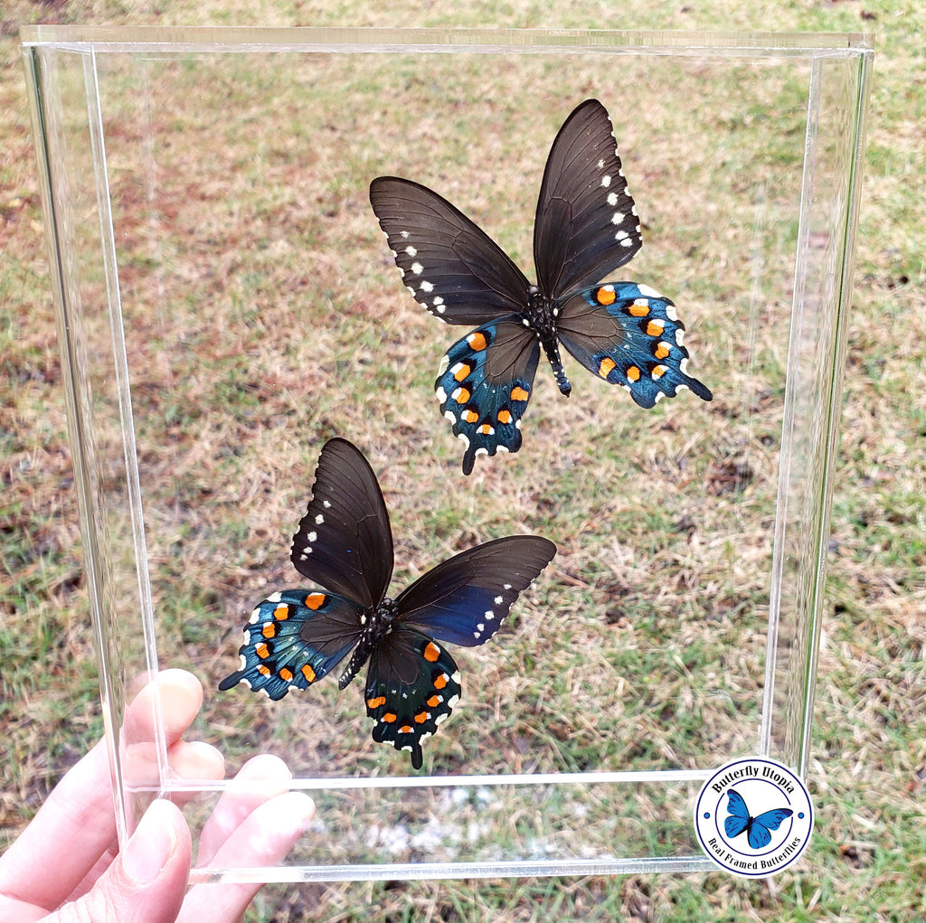 Framed Mounted Pipevine Swallowtails - Battus philenor - north american ...