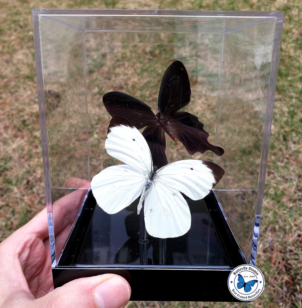Framed Black & White butterflies in a desktop cube with black base ...