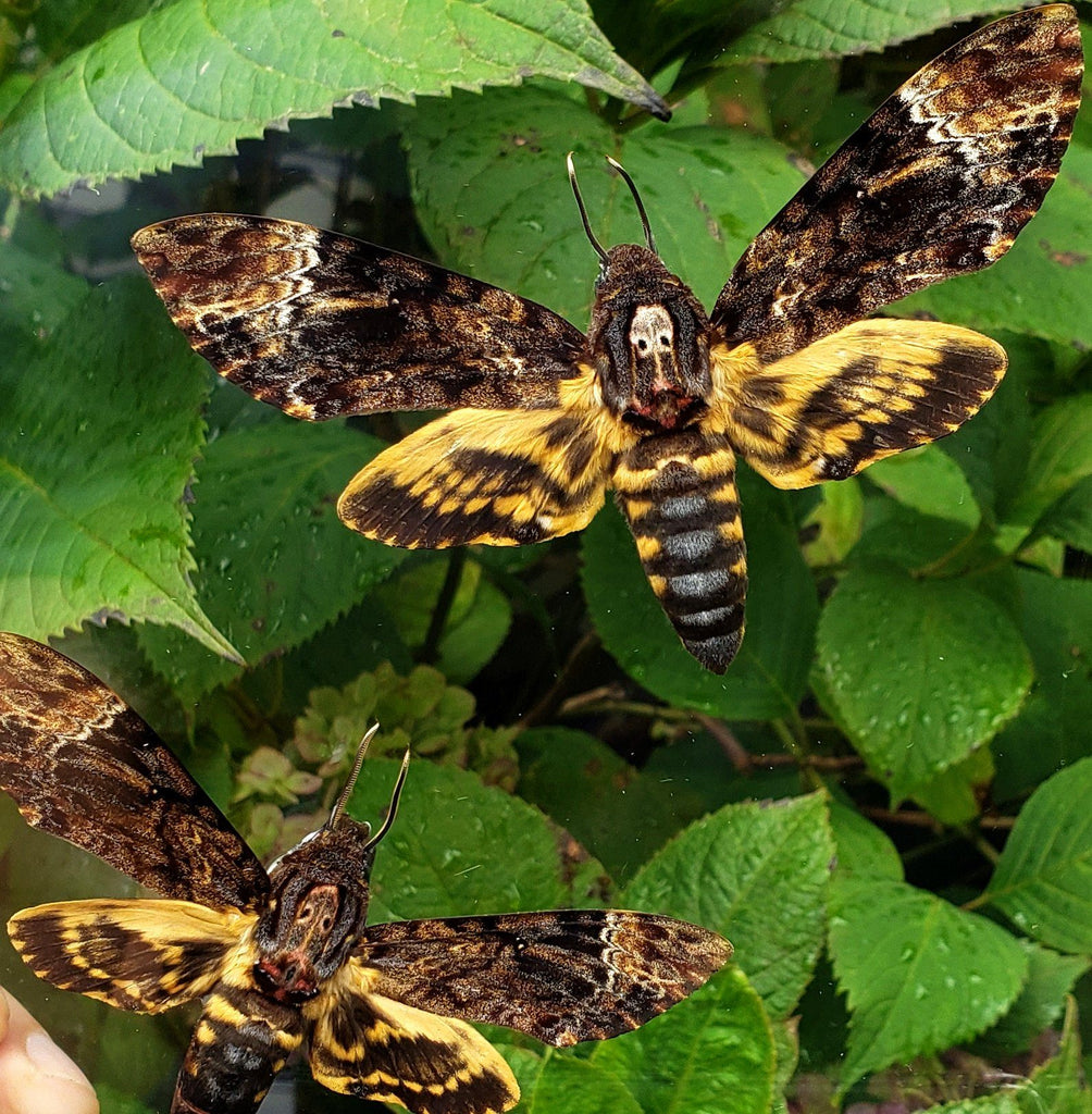 Preserved Death's Head Moths - 7x8 acrylic frame – Butterfly Utopia