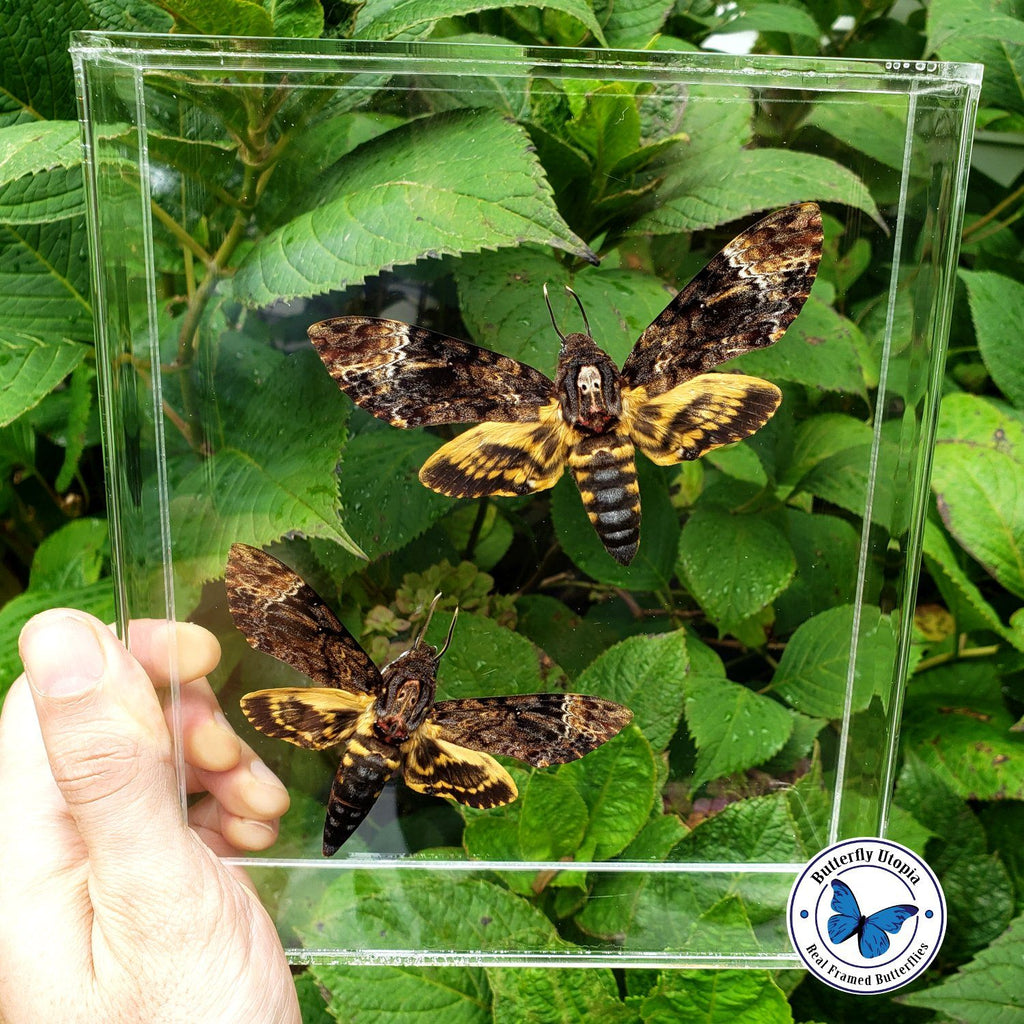 Preserved Death's Head Moths - 7x8 acrylic frame – Butterfly Utopia