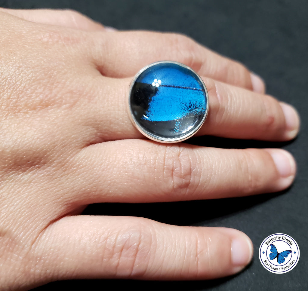Real Blue Mountain Swallowtail Butterfly Wing Ring - Silver Plated ...
