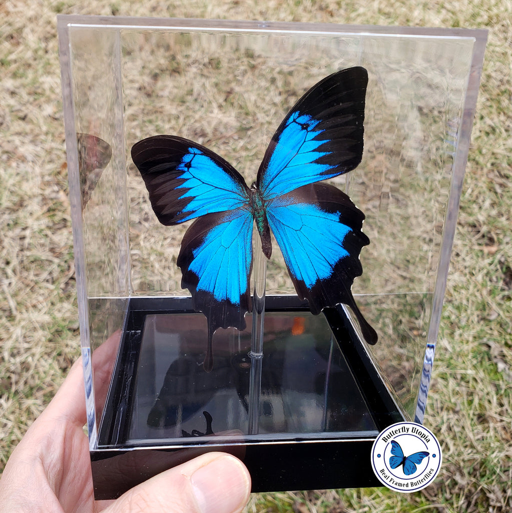 Framed Blue Mountain Swallowtail (Papilio ulysses) Indonesia - 3D table ...