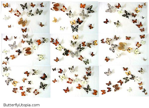 Large Custom Real Butterfly Acrylic Frames – Butterfly Utopia