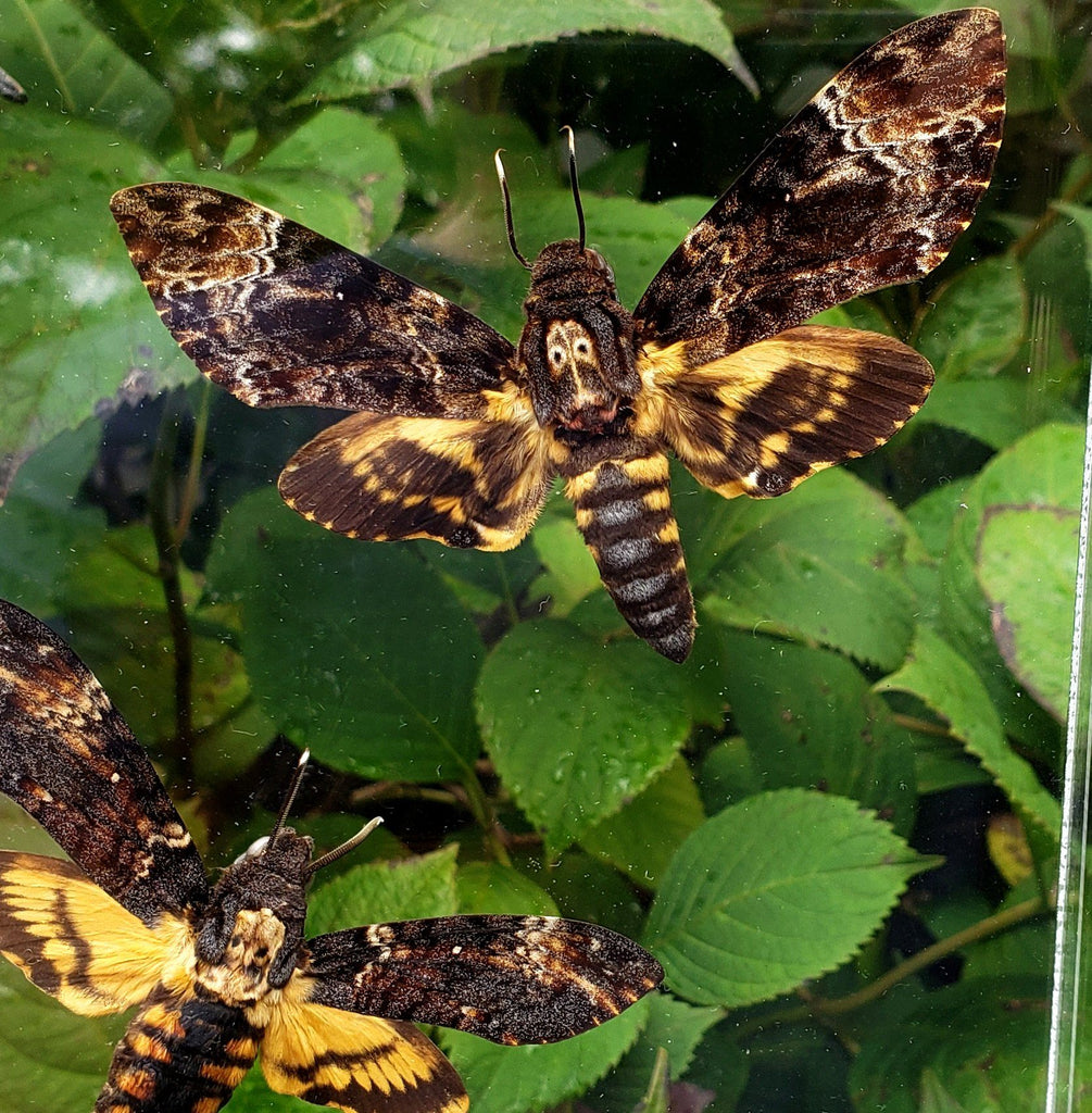 Deaths Head Moth Caterpillar