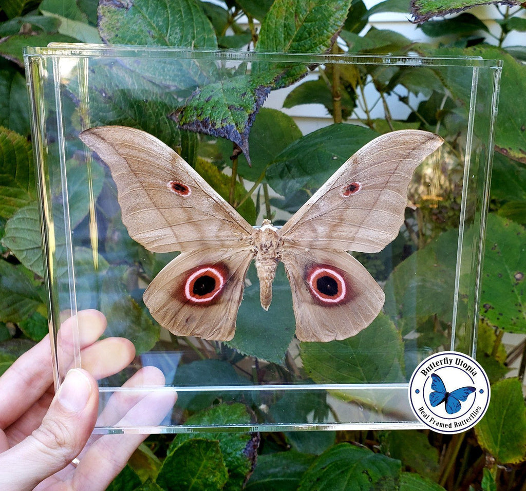 Giant Pink / Red Eyed Lobo Moth #1 -8x7 - 3D Acrylic Frame – Butterfly ...