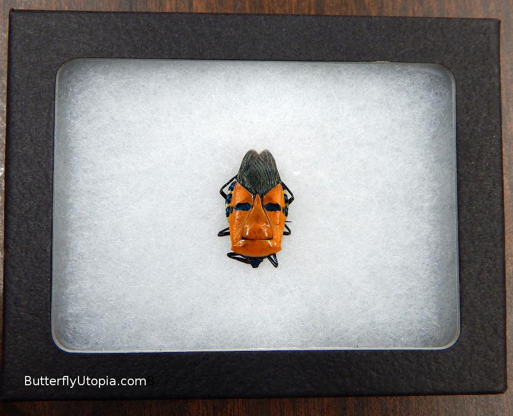 Framed Man Face Bug (Catacanthus incarnatus) – Butterfly Utopia