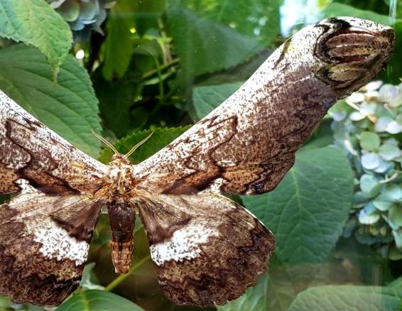 Serpent Moth (Loxolomia falcata) #1 -8x7 - 3D Acrylic Frame – Butterfly ...